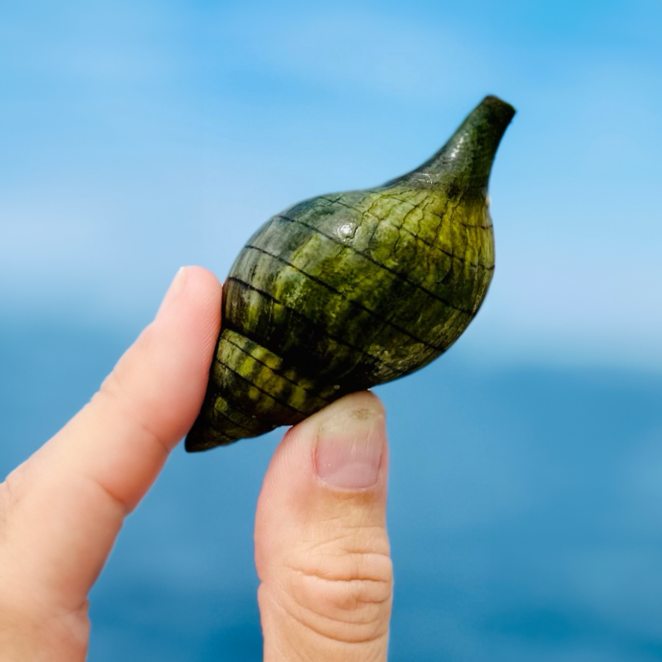 Shell Green Heavy Body Texture Acrylic Paint - gaffrey art material ...